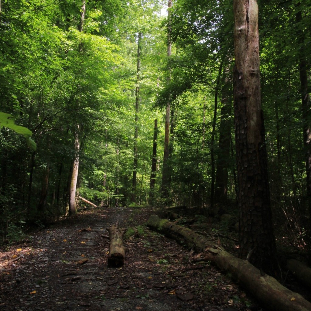 Lionel Hampton Park & Beecher Hills Park – Hiking Atlanta's Hidden Forests