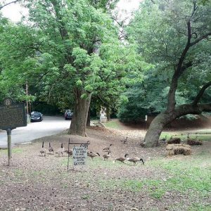 Springvale Park – Hiking Atlanta's Hidden Forests